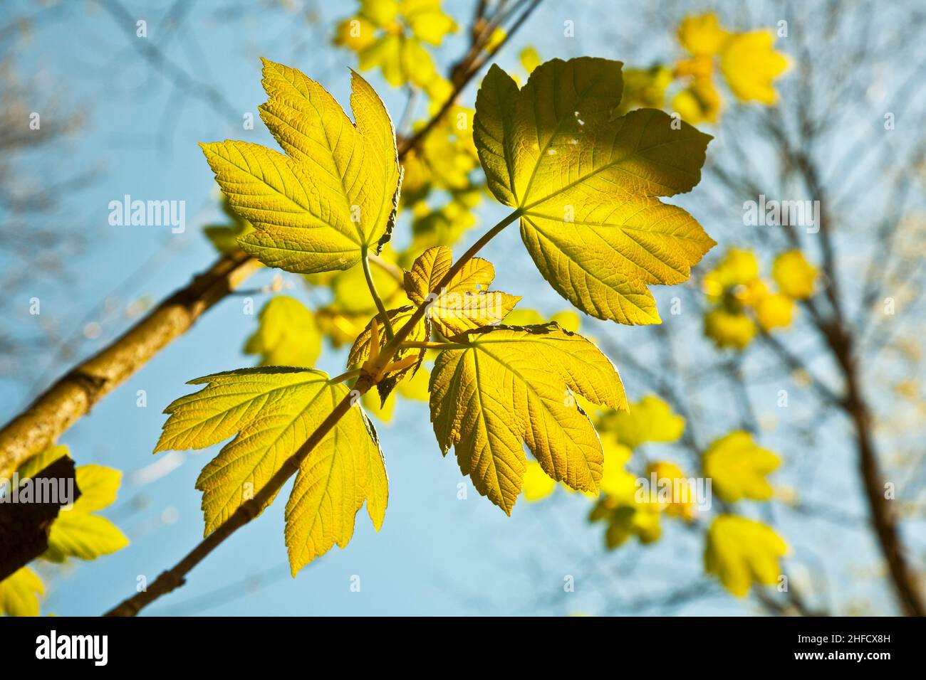 leaves in beautiful spring color in the forest Stock Photo - Alamy