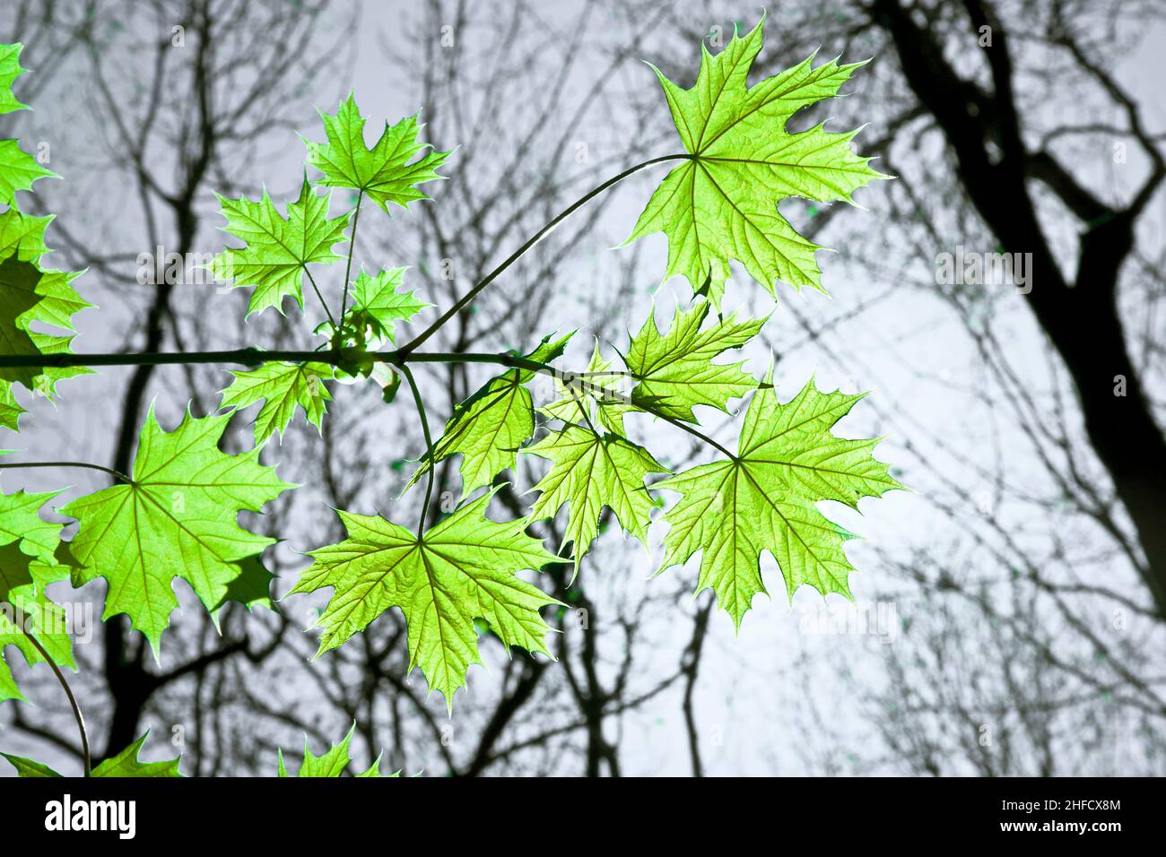 leaves in beautiful spring color in the forest Stock Photo - Alamy