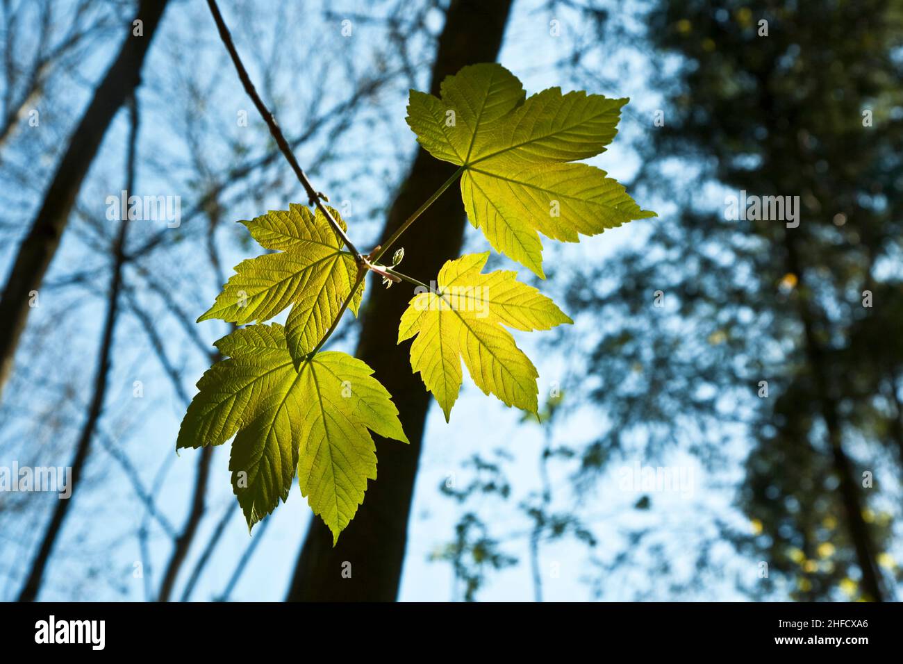 leaves in beautiful spring color in the forest Stock Photo - Alamy