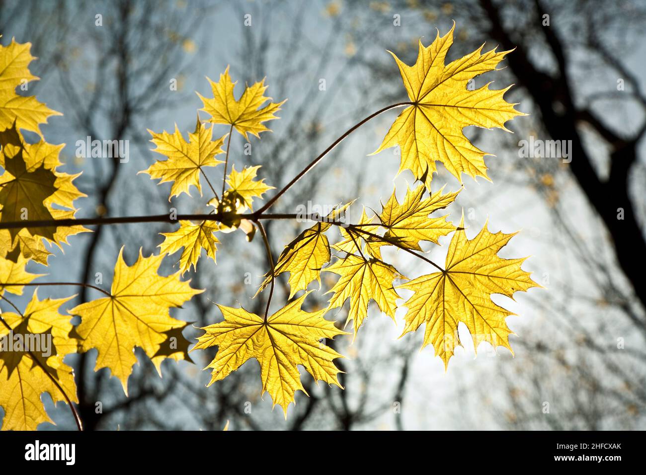leaves in beautiful spring color in the forest Stock Photo - Alamy