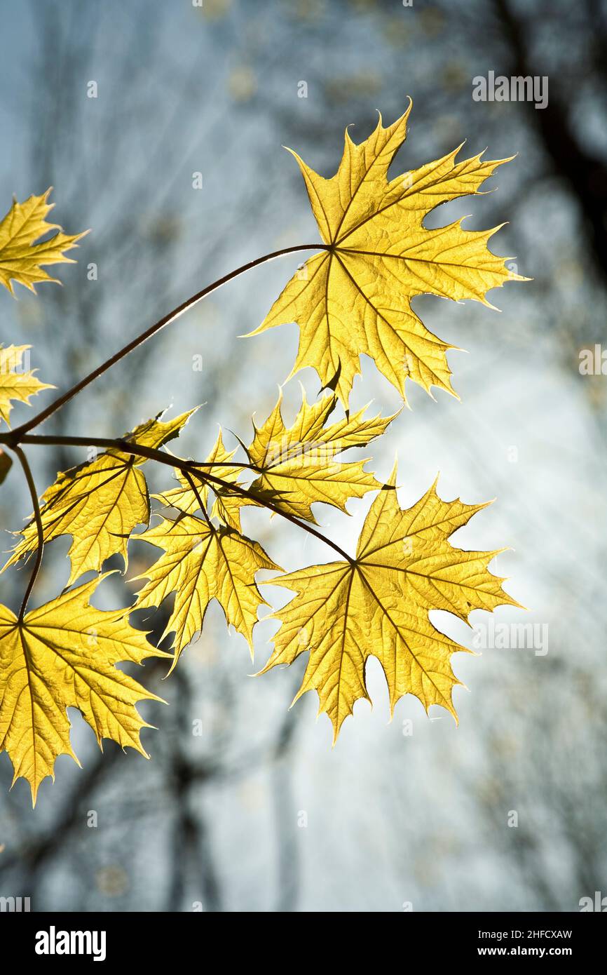 leaves in beautiful spring color in the forest Stock Photo - Alamy