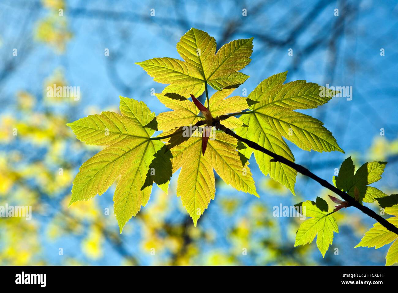 leaves in beautiful spring color in the forest Stock Photo - Alamy