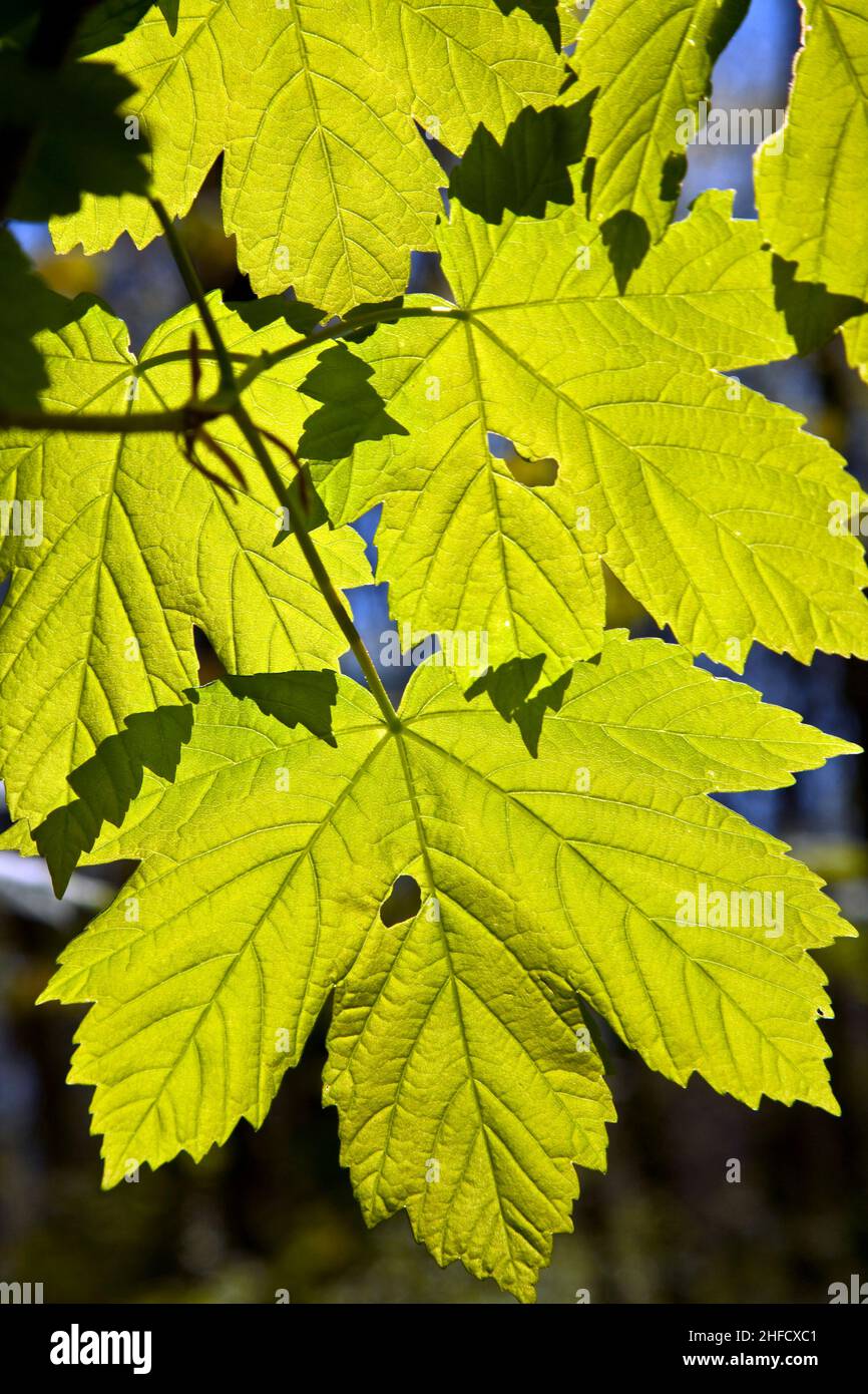 leaves in beautiful spring color in the forest Stock Photo - Alamy
