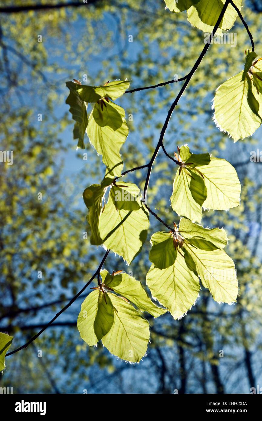 leaves in beautiful spring color in the forest Stock Photo - Alamy