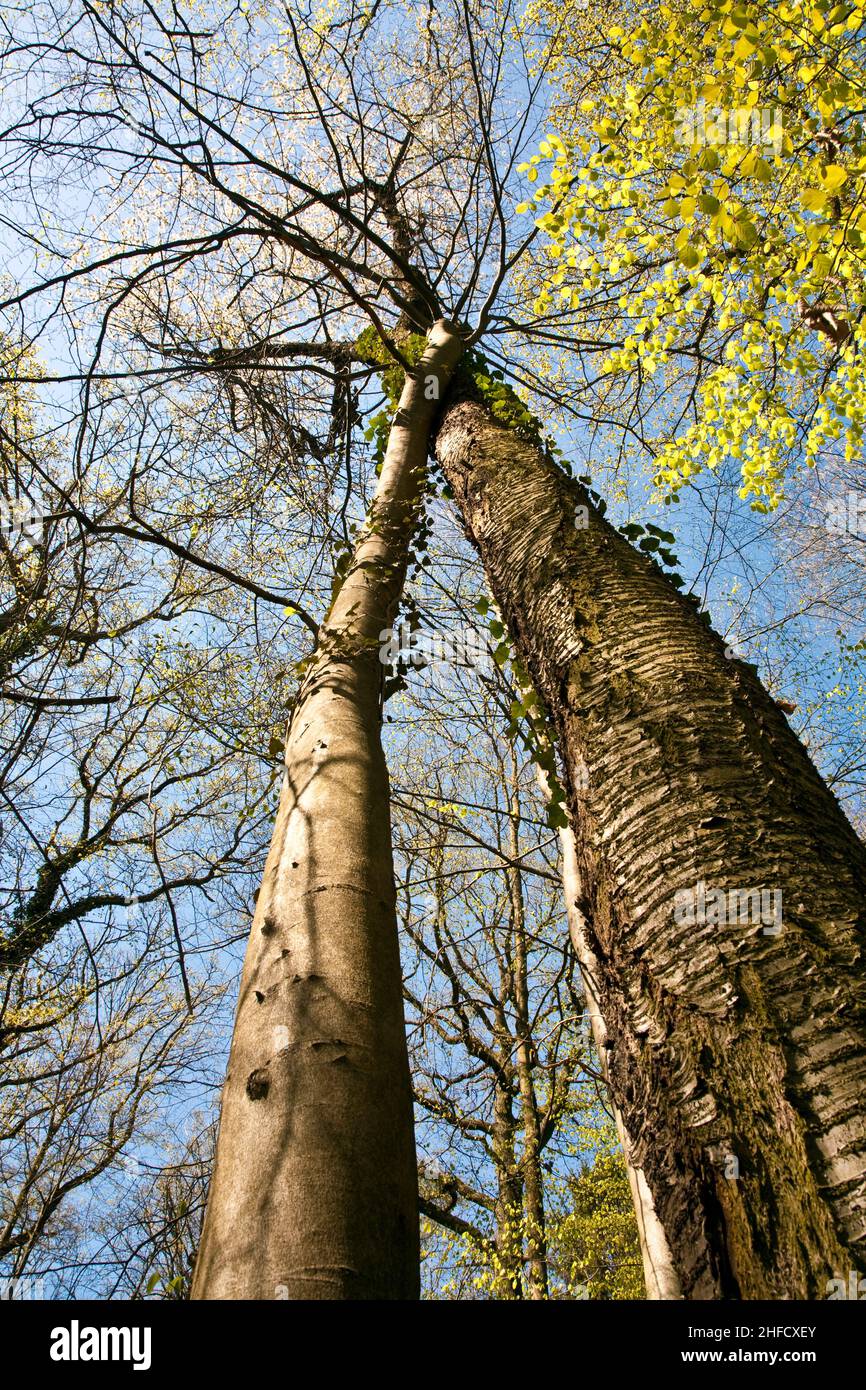 crown of trees in beautiful light Stock Photo - Alamy