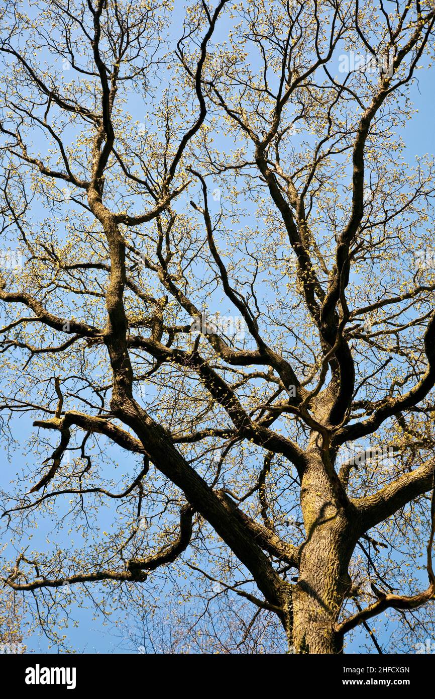 crown of trees in beautiful light Stock Photo - Alamy