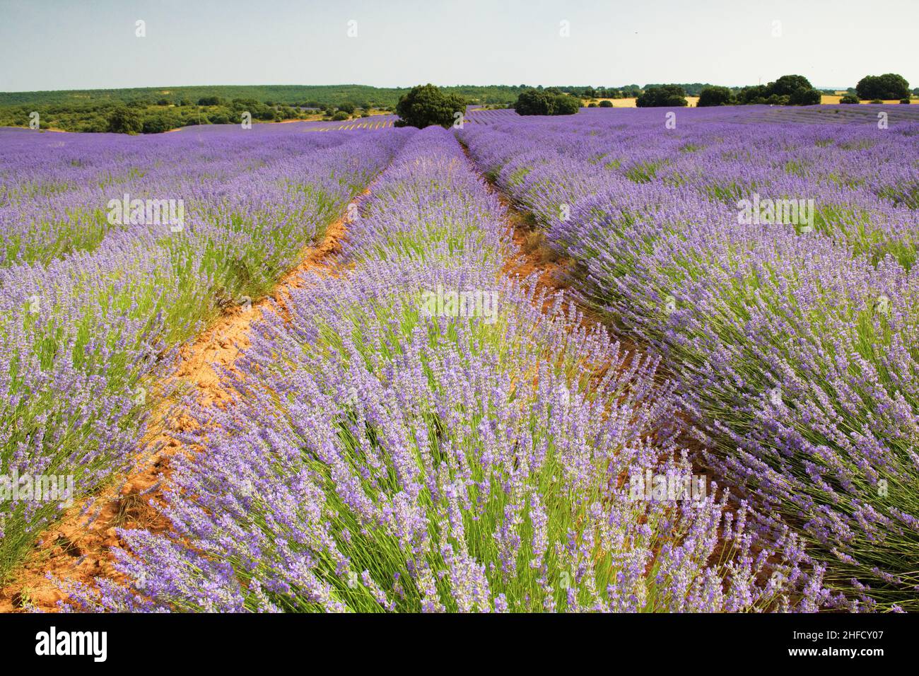 Lavender fields in Brihuega,Spain Stock Photo - Alamy