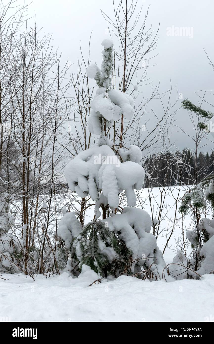Scenic image of trees. Frosty day, calm winter scene. Great view of the ...