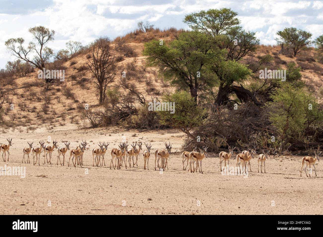 Springbok herd crossing the Kgalagadi Stock Photo - Alamy