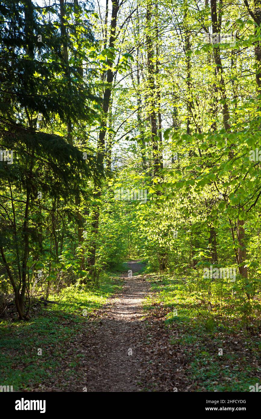 Light throught leaves hi-res stock photography and images - Alamy