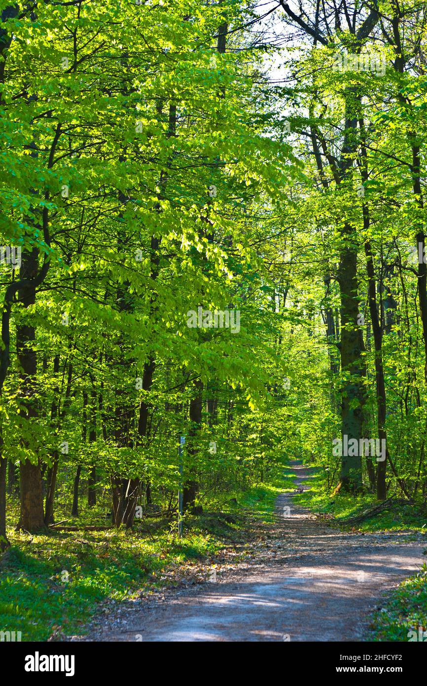 Light throught leaves hi-res stock photography and images - Alamy