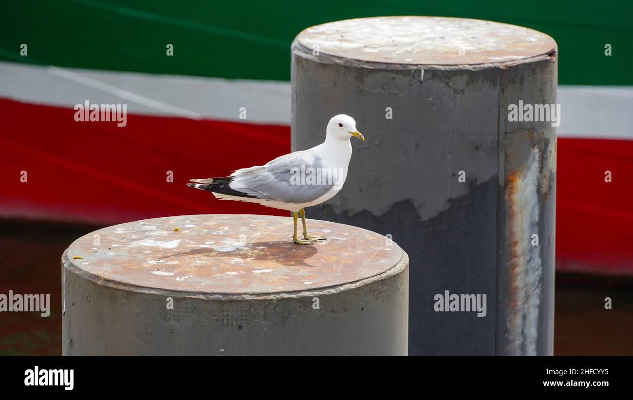 Gull sitting on pier hi-res stock photography and images - Alamy