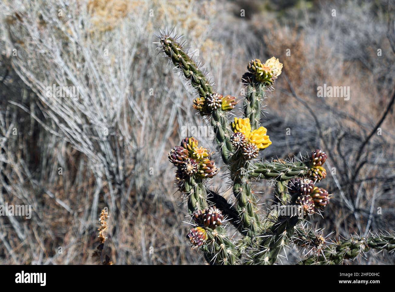 Silver cholla cactus hi-res stock photography and images - Alamy