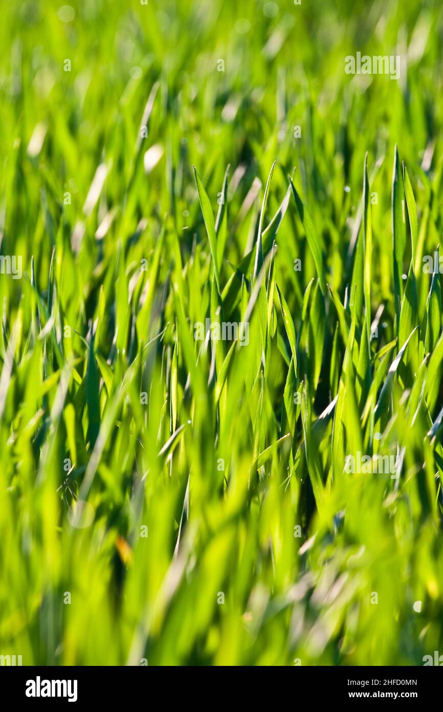 leaves of grass and wheat with dew in morning light Stock Photo - Alamy