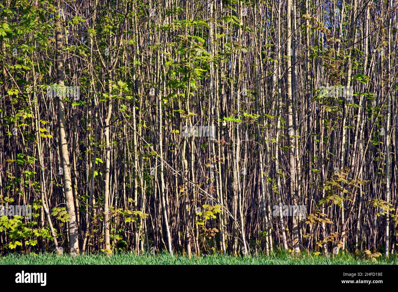 structured forest with small trees are standing close Stock Photo - Alamy