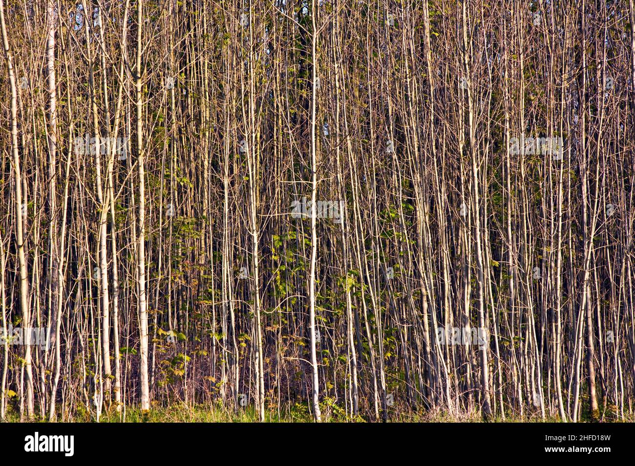 structured forest with small trees are standing close Stock Photo - Alamy