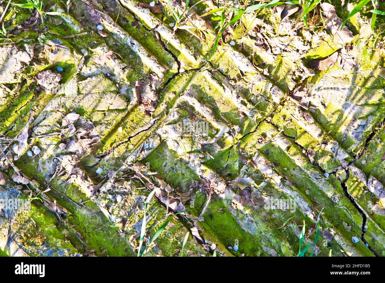 track of wheels in dried mud on an acre Stock Photo - Alamy