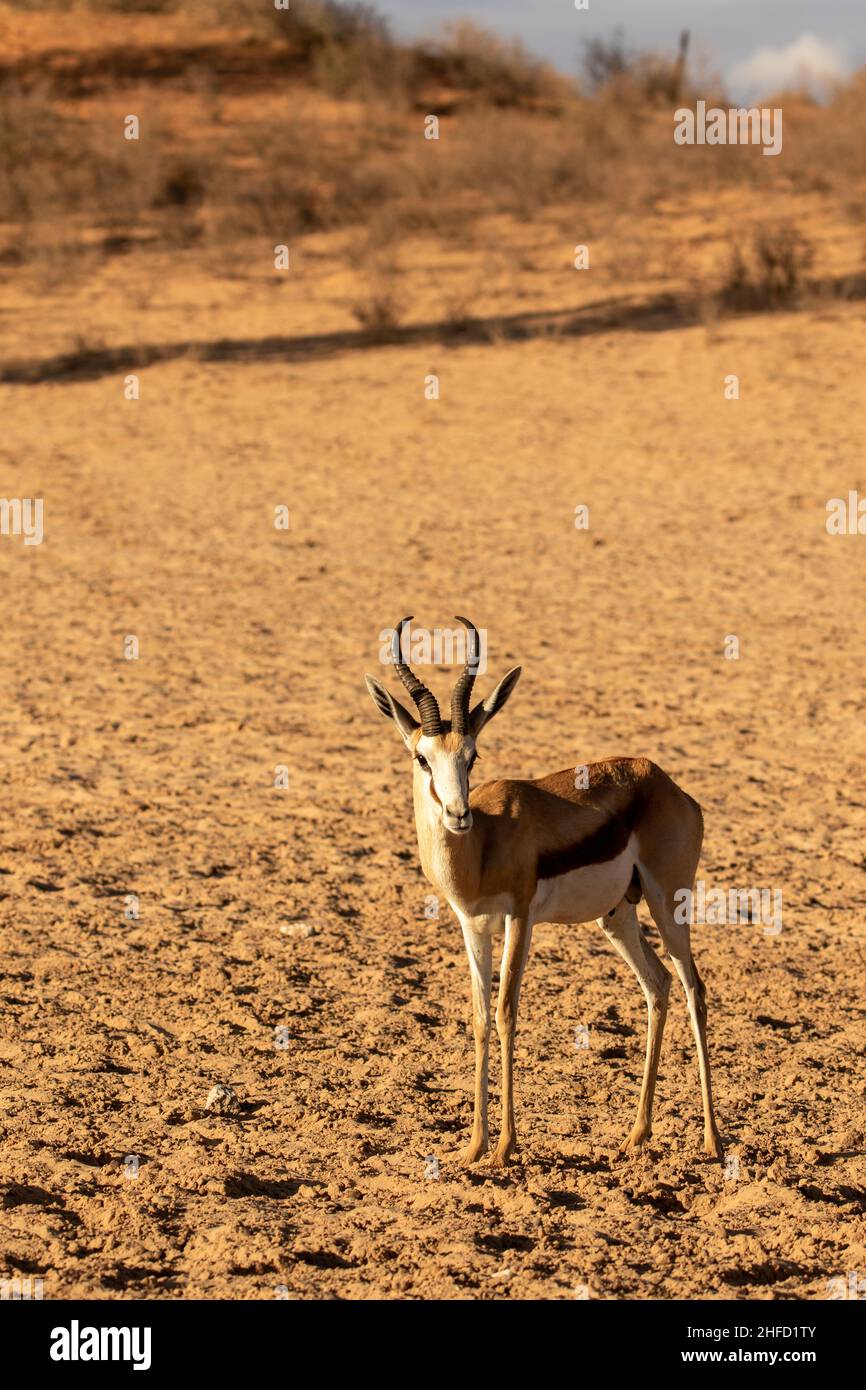 Springbok Ram in the Kgalagadi Stock Photo - Alamy