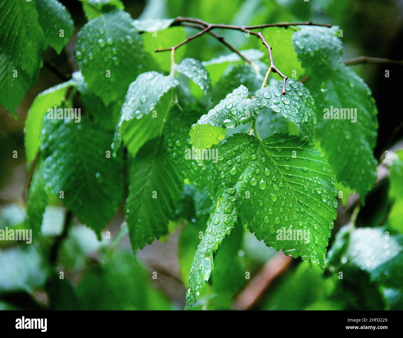 Wet leaves with raindrops on a young tree hi-res stock photography and ...