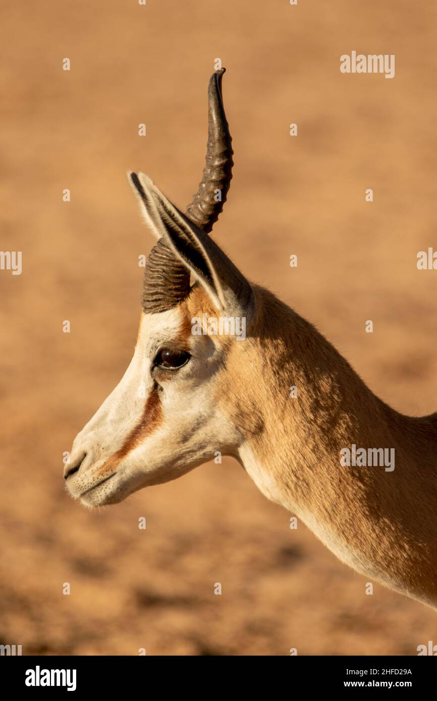Springbok Ram in the Kgalagadi Stock Photo - Alamy