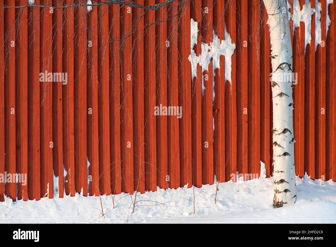 Birch trees and snow against red wood wall Stock Photo - Alamy