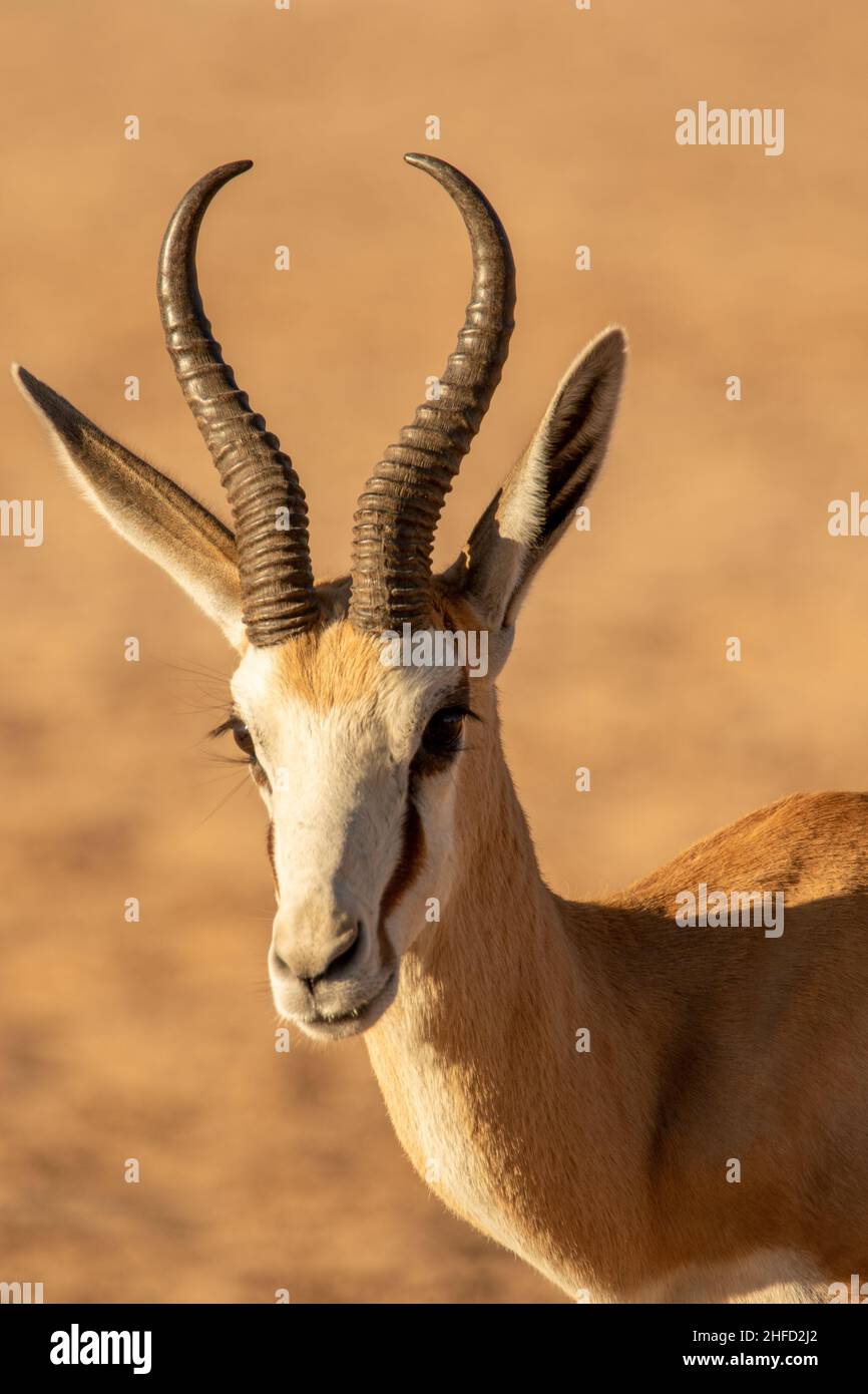 Springbok Ram in the Kgalagadi Stock Photo - Alamy