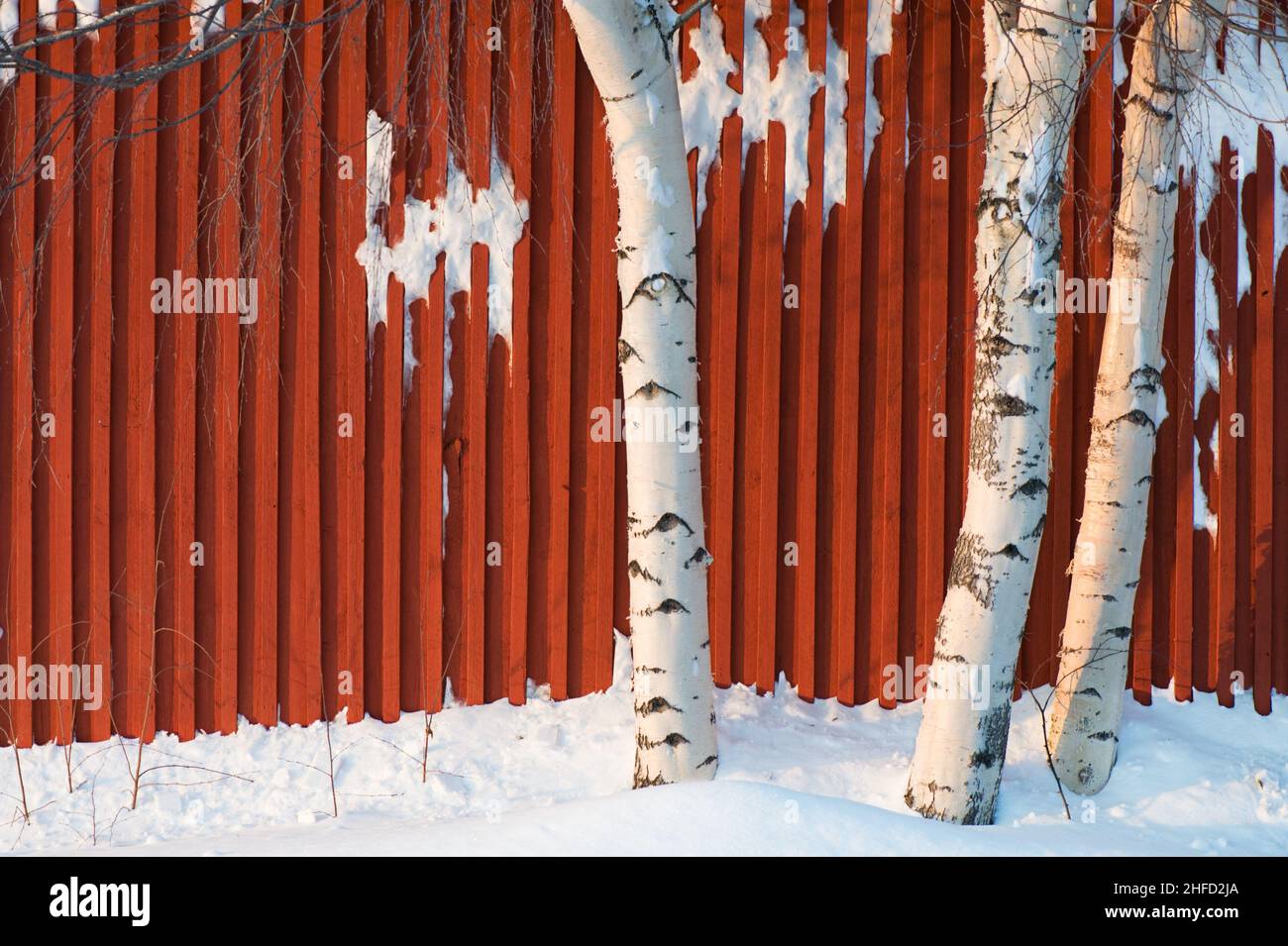 Birch trees and snow against red wood wall Stock Photo - Alamy