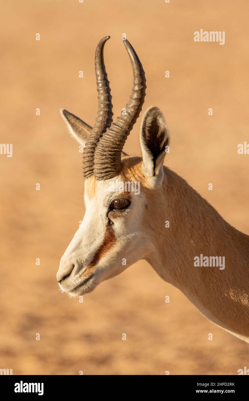 Springbok Ram in the Kgalagadi Stock Photo - Alamy