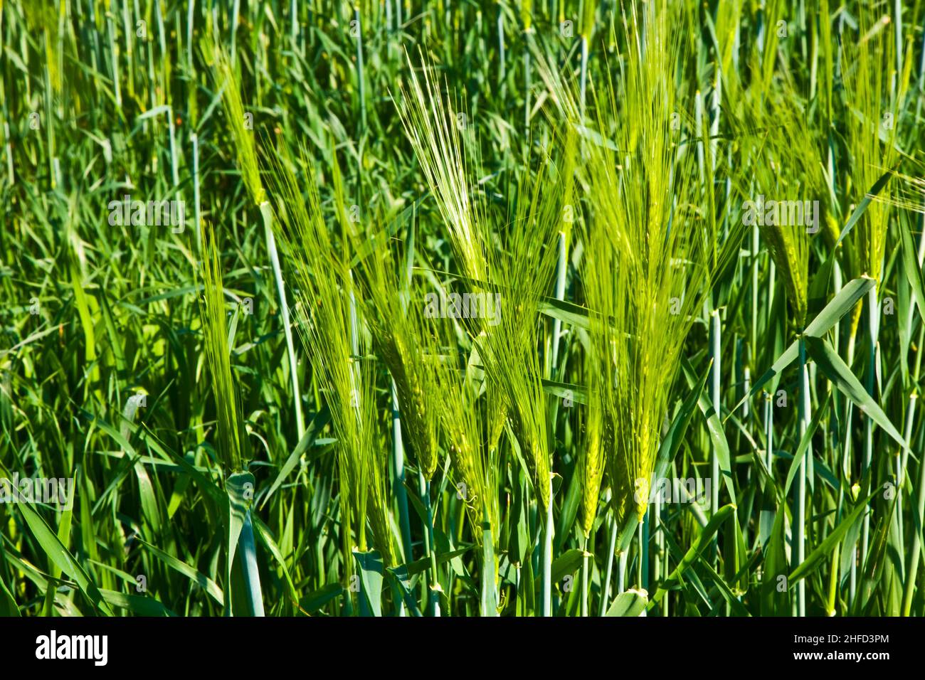 Spike of corn hi-res stock photography and images - Alamy