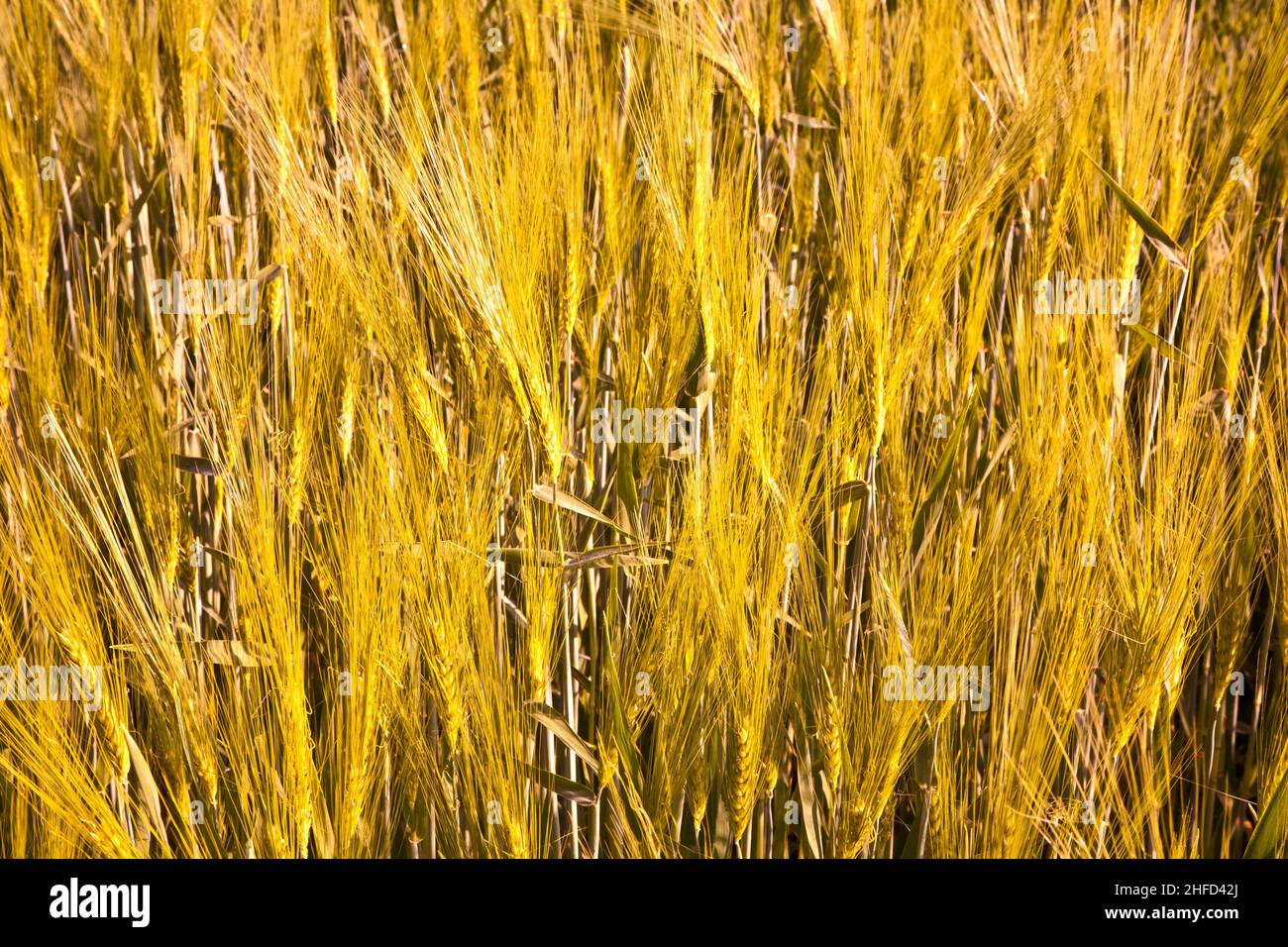 golden spike of corn in the wind Stock Photo - Alamy