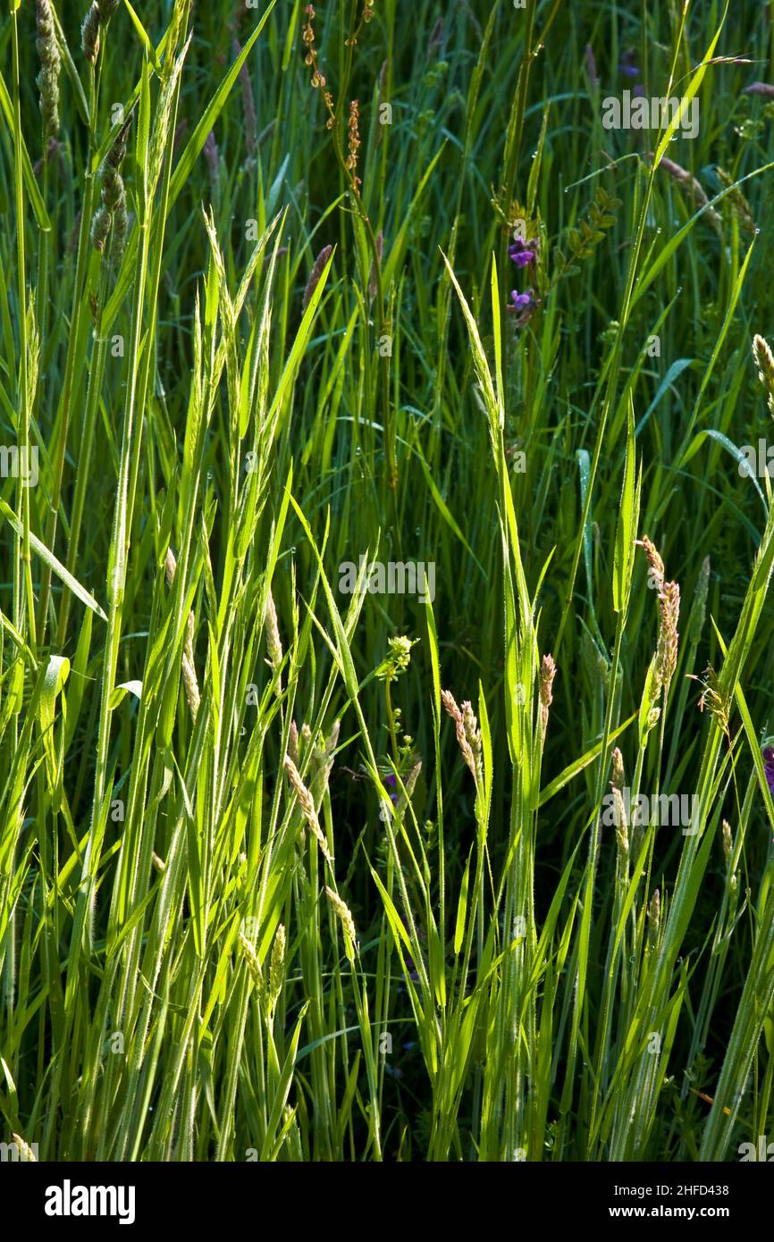 green spike of corn in the wind Stock Photo - Alamy
