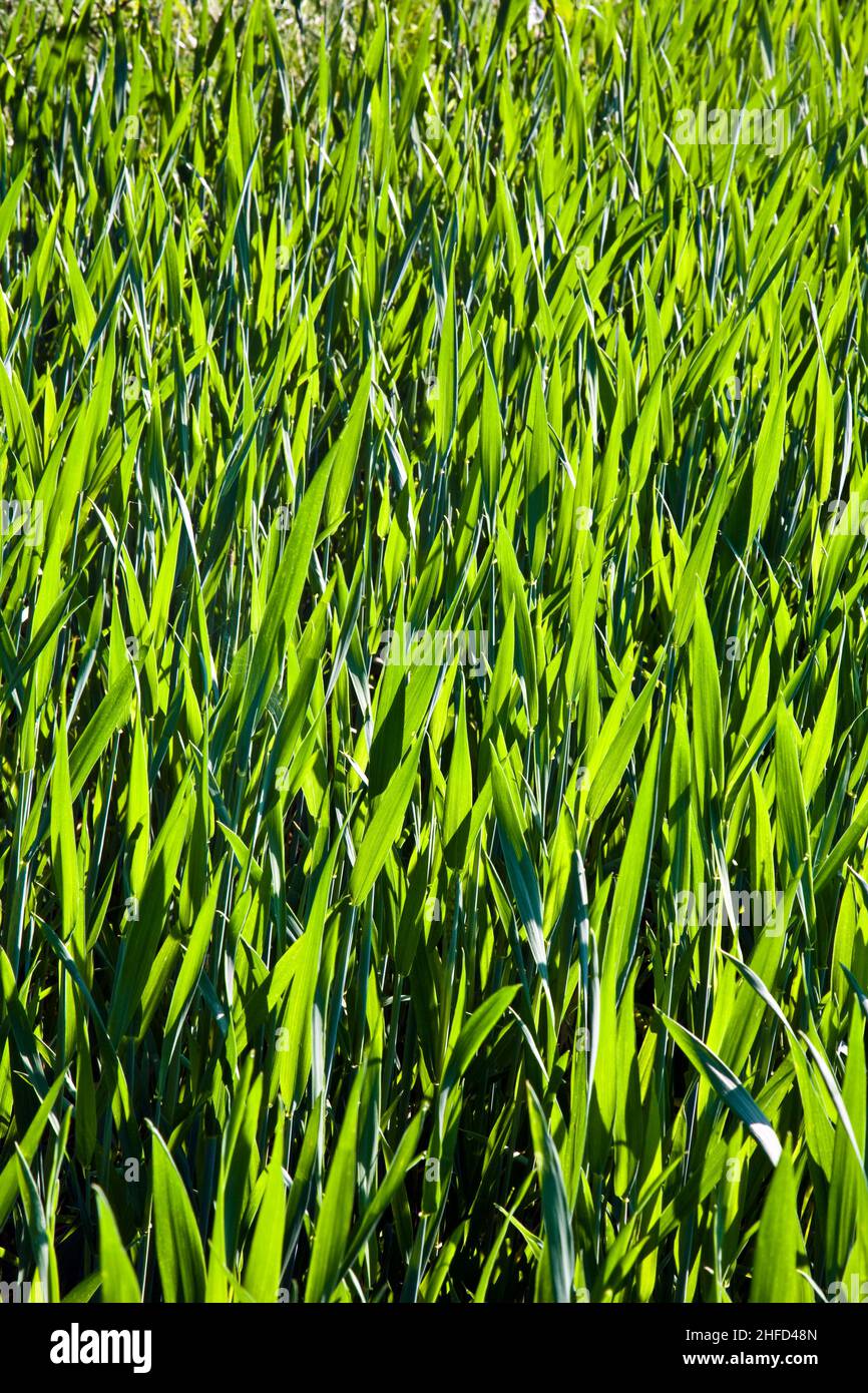 fresh green plant in the morning with dew Stock Photo - Alamy