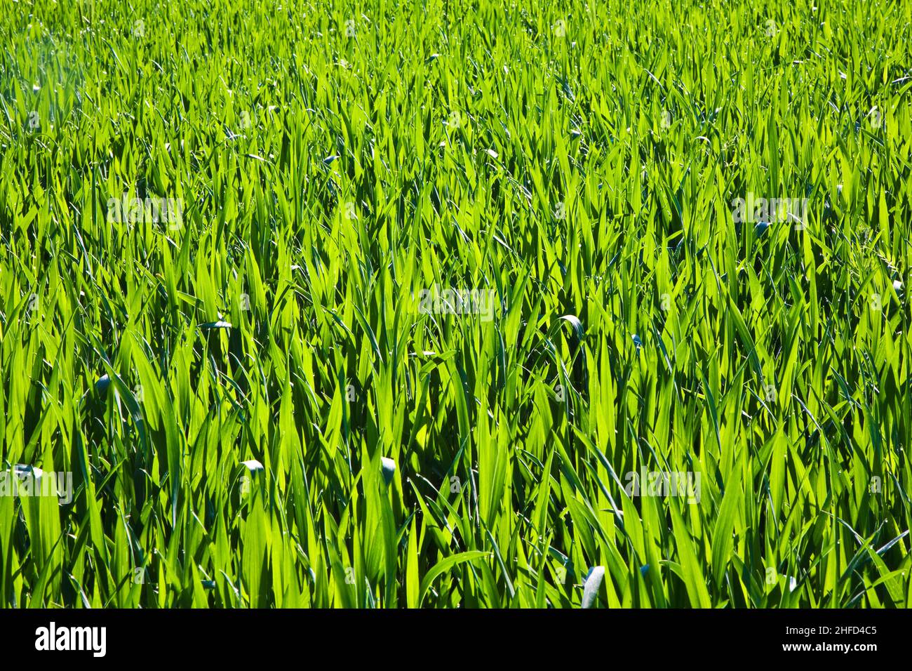 Fresh green spike corn hi-res stock photography and images - Alamy