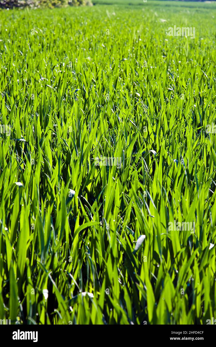 Fresh green spike corn hi-res stock photography and images - Alamy