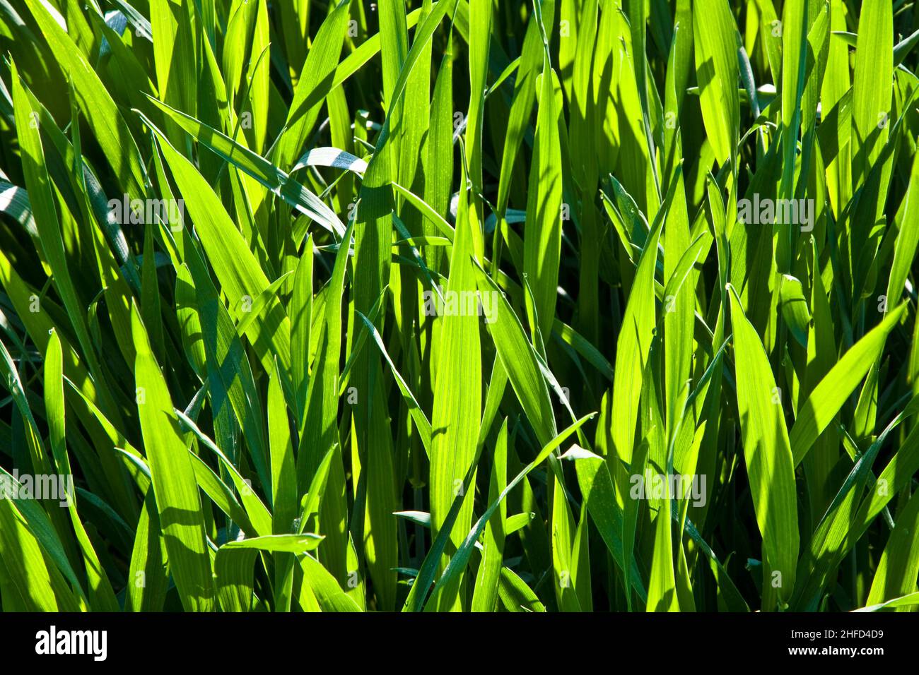 Fresh green spike corn hi-res stock photography and images - Alamy