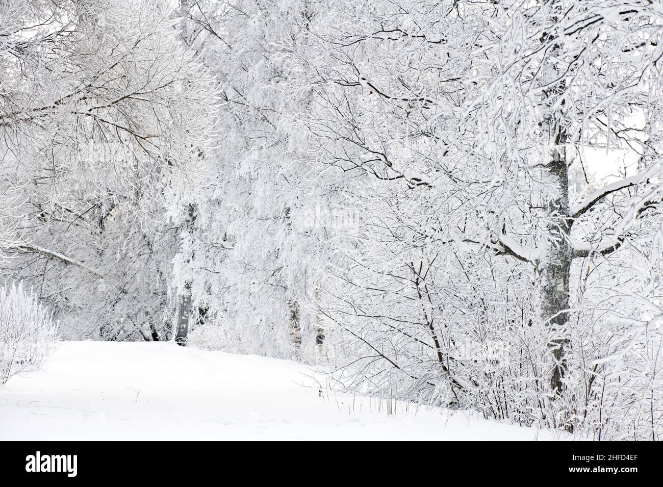 Winter scenery with snow and frost covered trees Stock Photo - Alamy