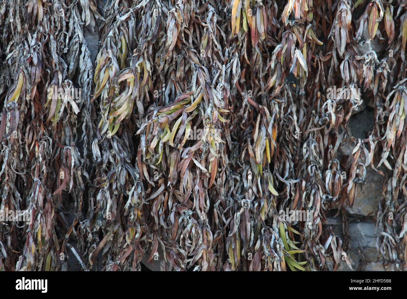 Background with withered leaves and plant roots. Winter season and ...