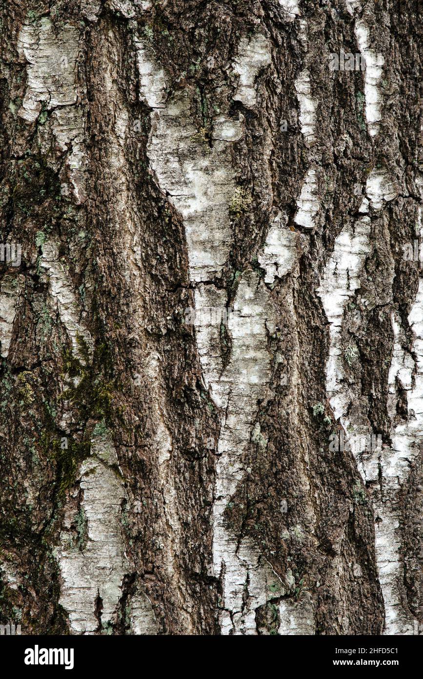 Birch bark of an old birch close-up. Birch bark pattern with black ...