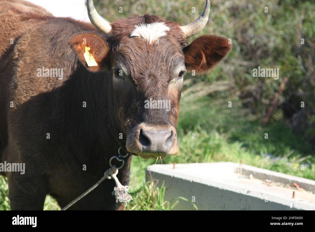 A brown cow has white on its forehead. Front view Stock Photo - Alamy