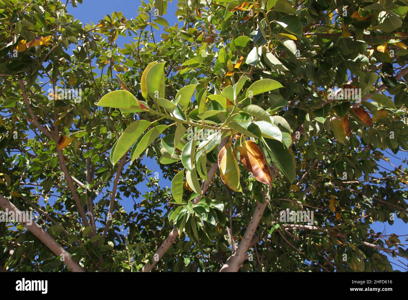 Large rubber tree in the Mediterranean. Shot from below and blue sky ...