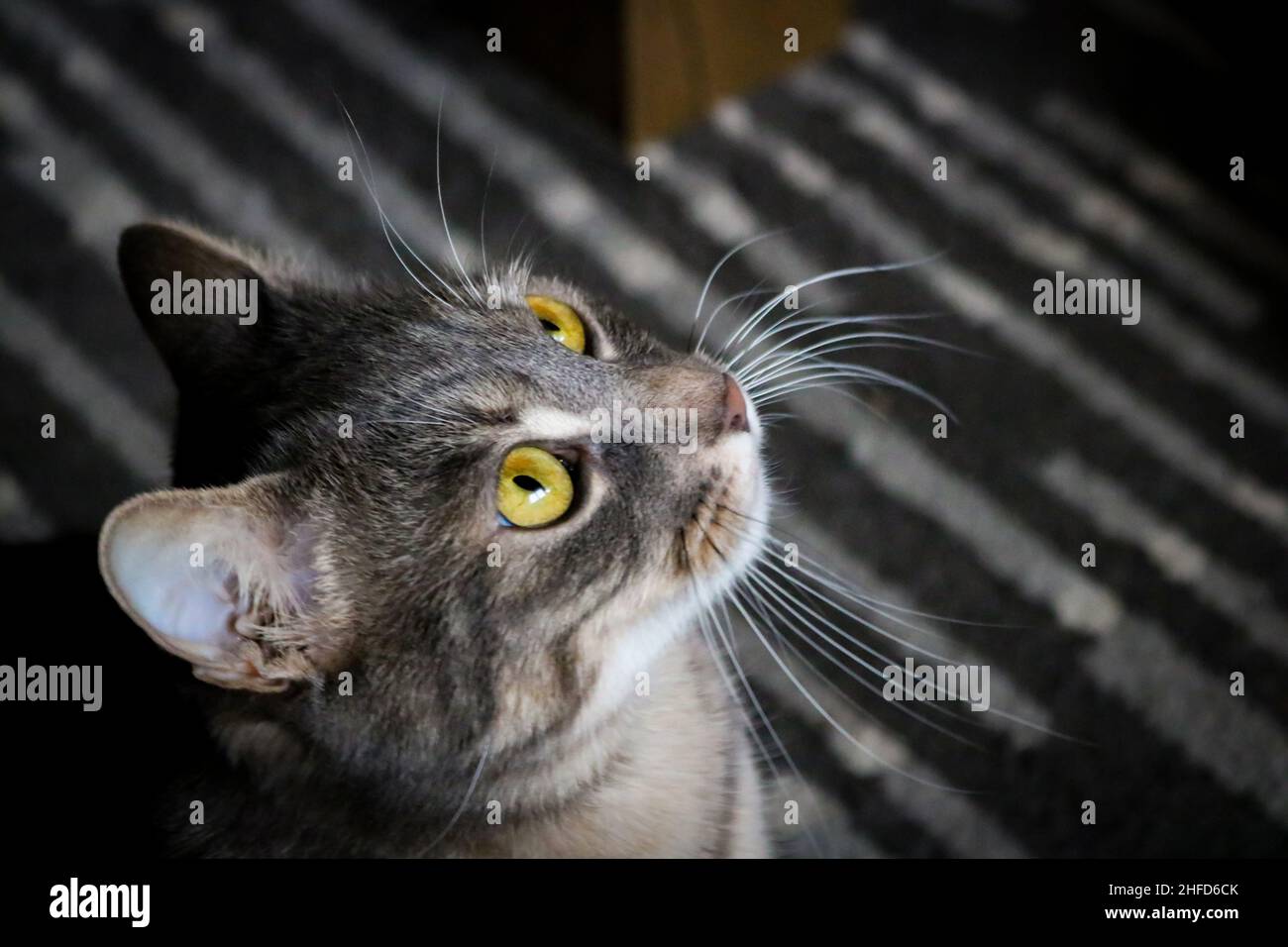 Tabby cats hi-res stock photography and images - Alamy