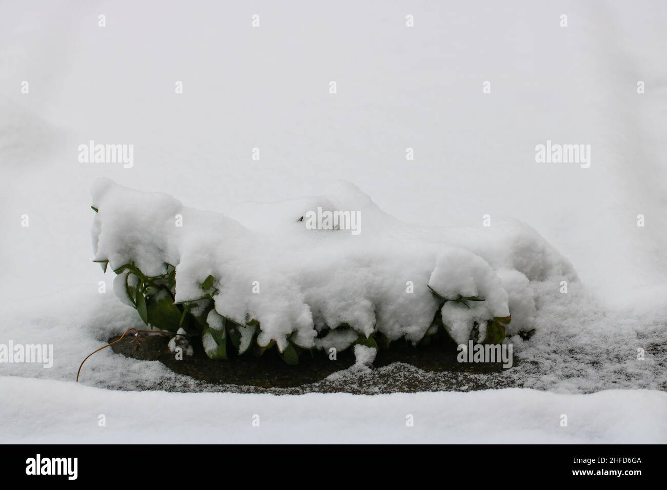 Nature in winter Stock Photo - Alamy