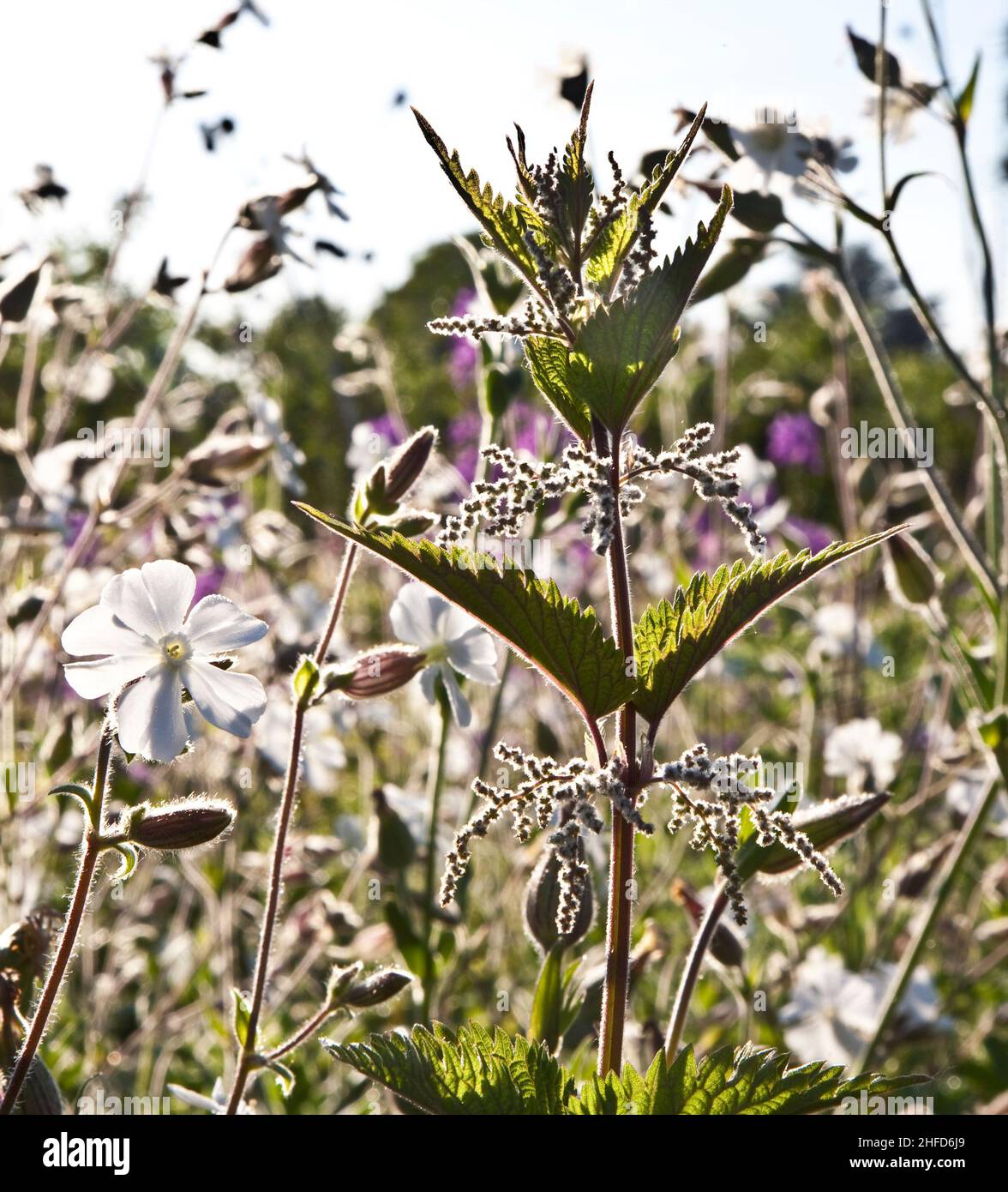 beautiful colorful meadow with flowers in detail Stock Photo - Alamy