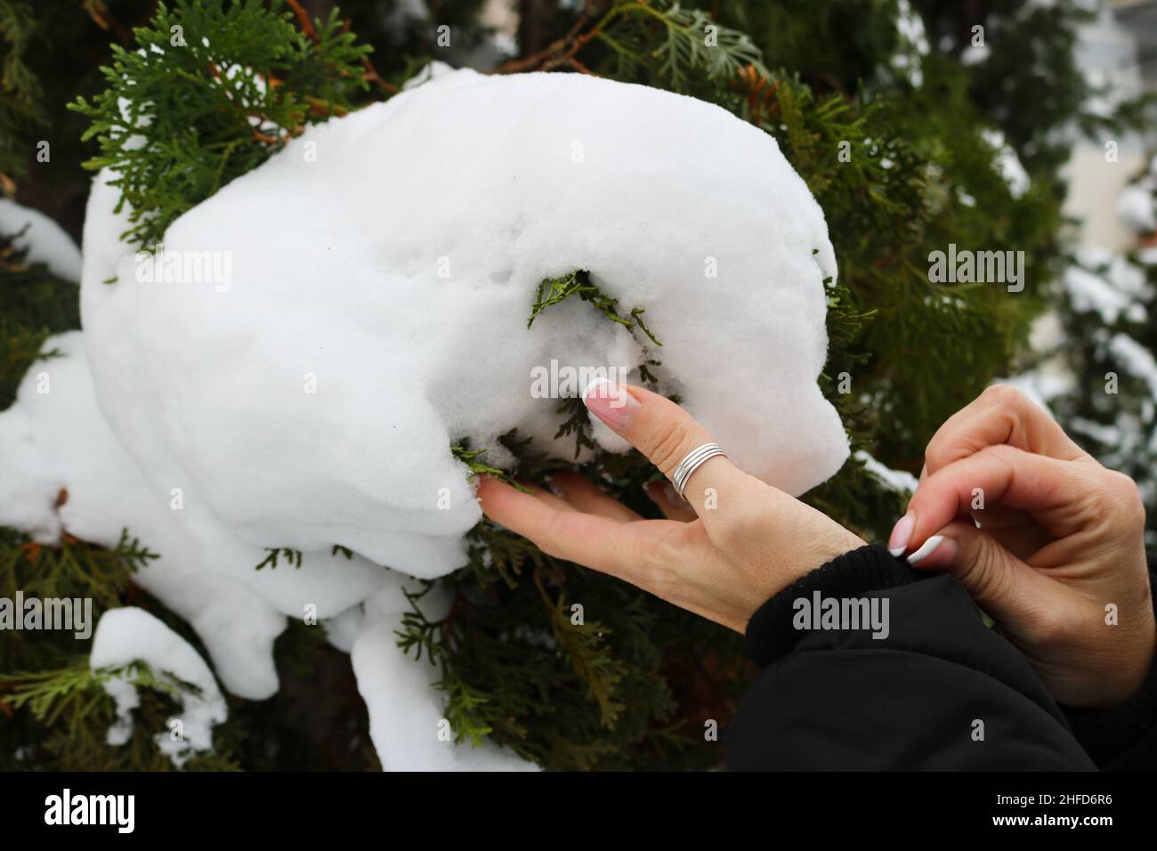 Pine tree in winter Stock Photo - Alamy