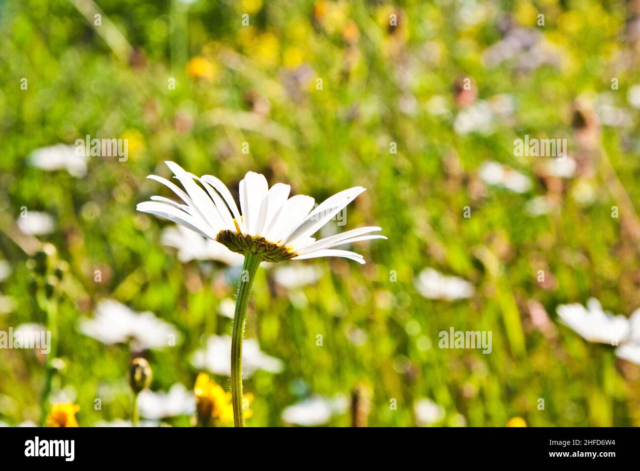 beautiful colorful meadow with flowers in detail Stock Photo - Alamy