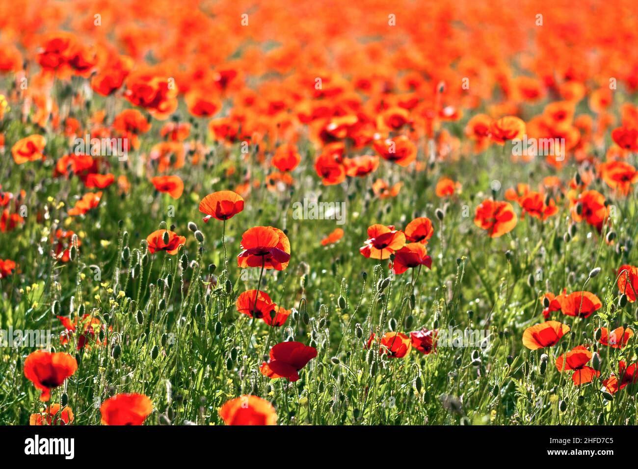 colorful red poppy flowers Stock Photo - Alamy