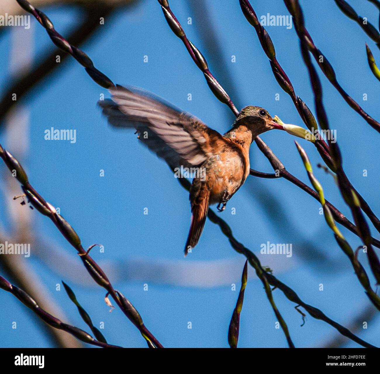 Pregnant hummingbird hi-res stock photography and images - Alamy