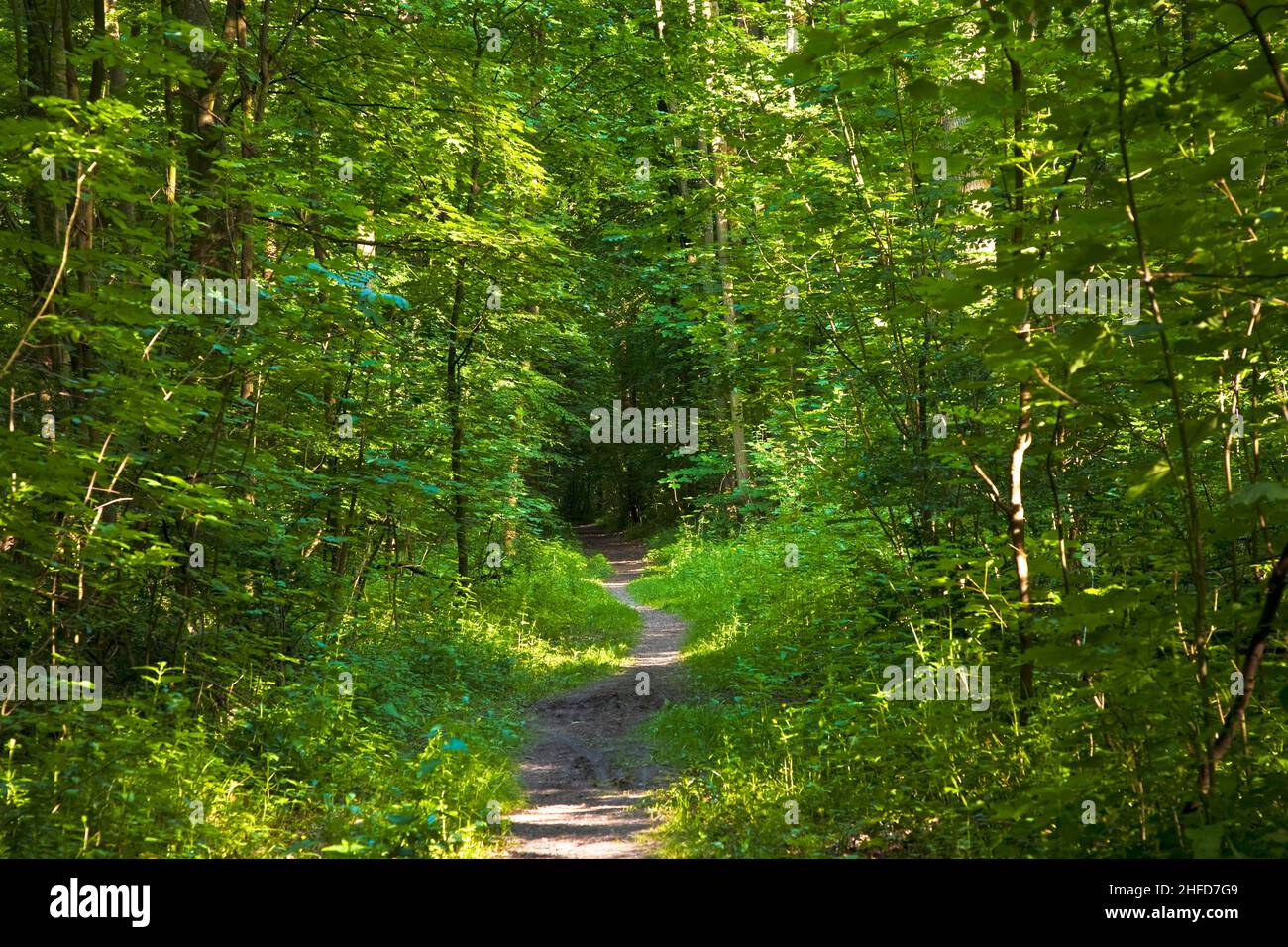 Trail in green forest with sunbeams in spring Stock Photo - Alamy