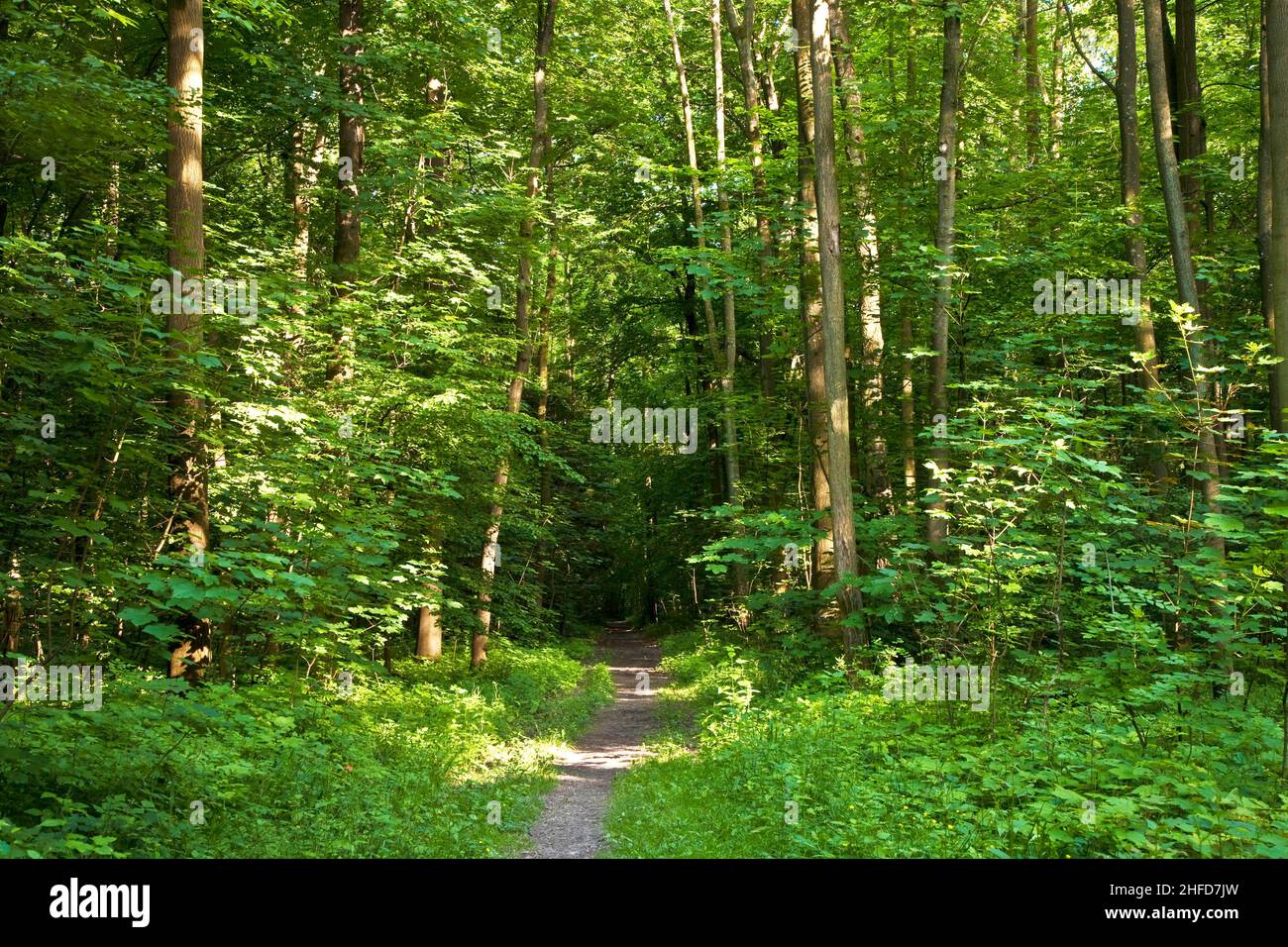Trail in green forest with sunbeams in spring Stock Photo - Alamy