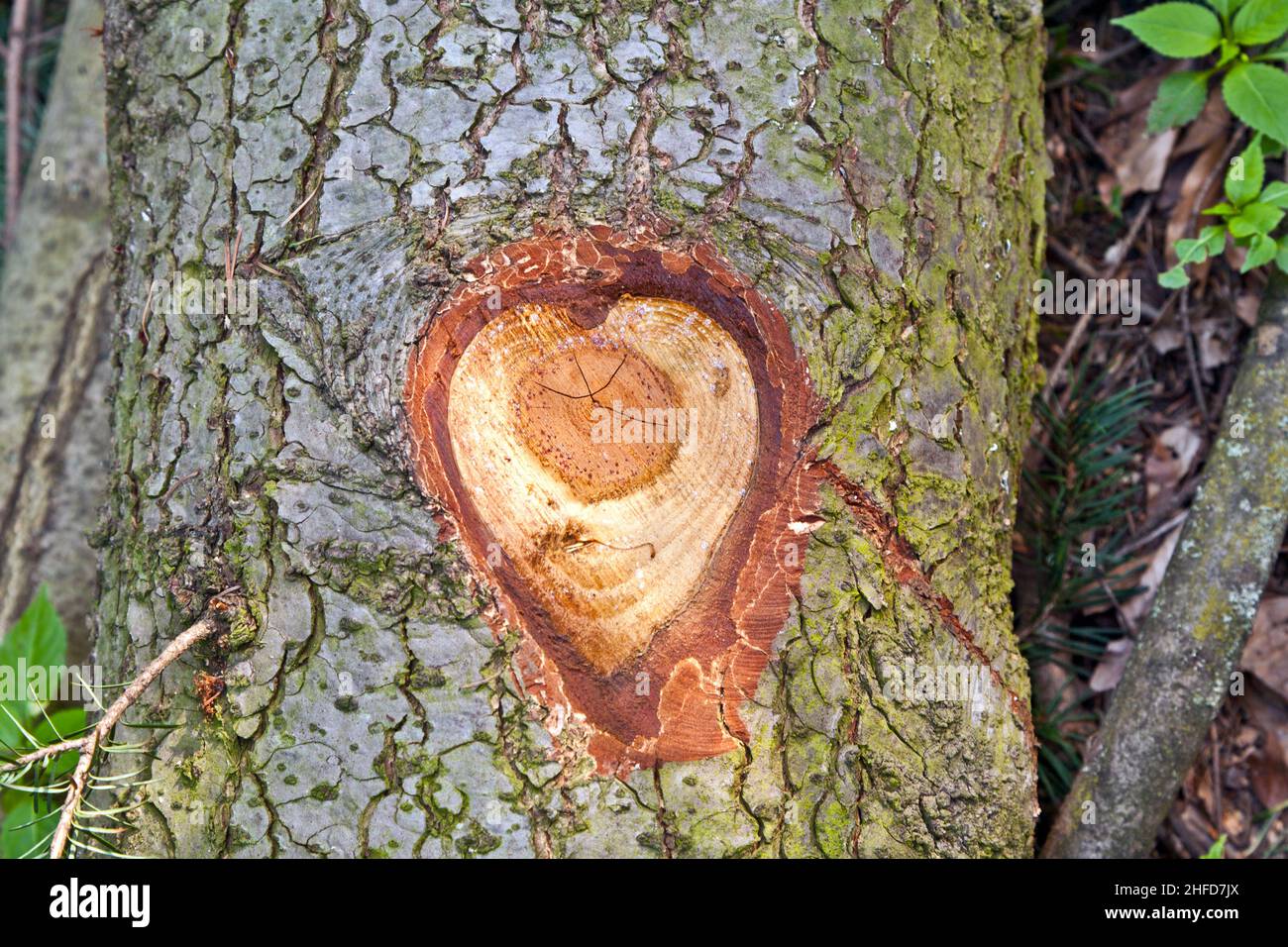 cutted tree area gives a feeling of a heart Stock Photo - Alamy